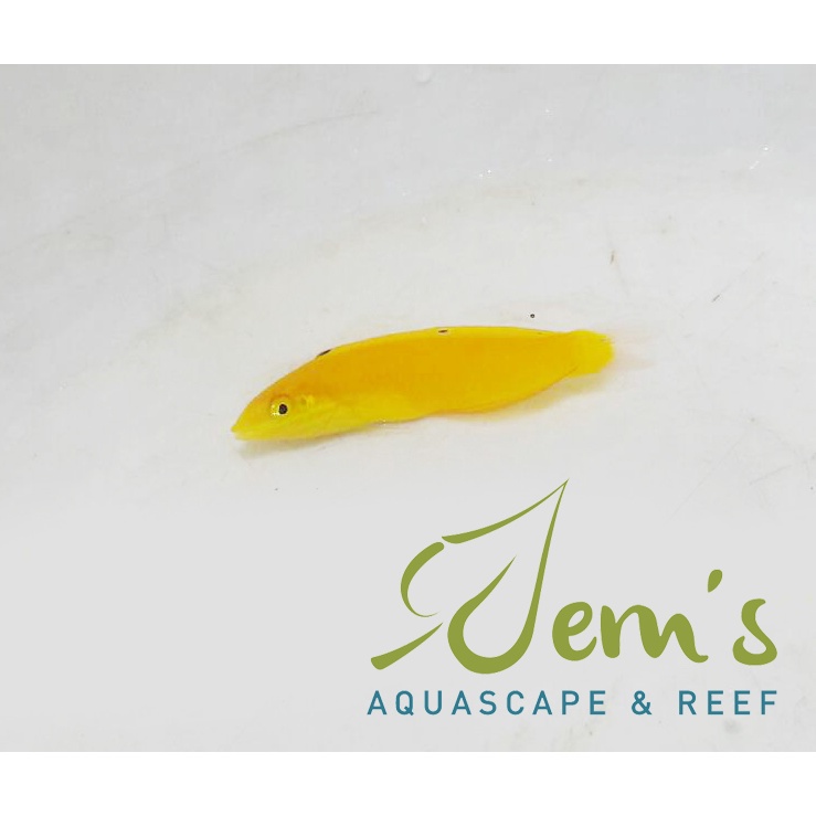 Jual Keling Kuning (Yellow Wrasse) | Shopee Indonesia