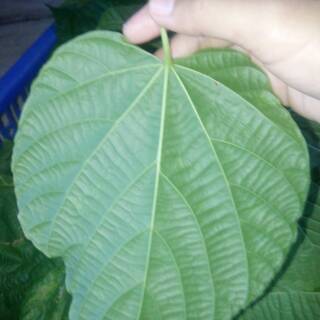 Jual Daun Paliasa Hijau 60-80 Lembar Indonesia|Shopee Indonesia