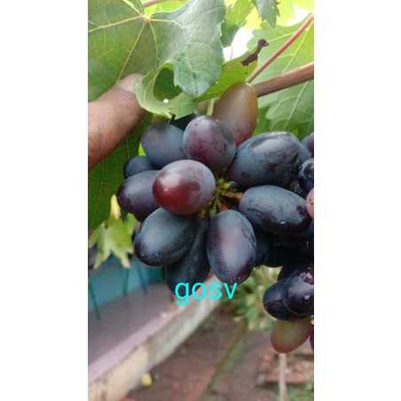 Jual Bibit Anggur gosv valid(promo) Indonesia|Shopee Indonesia