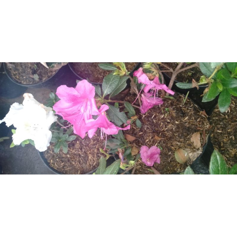 Jual Bunga Azalea tanaman hias minim order 4 pohon | Shopee Indonesia