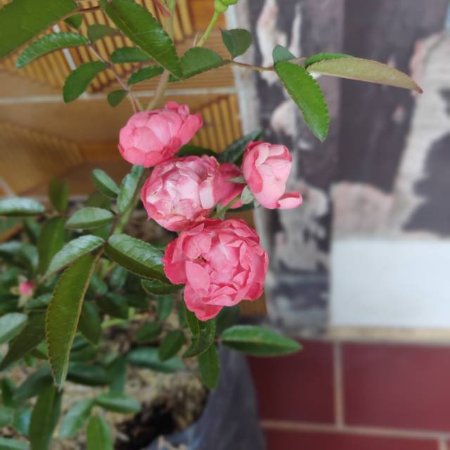 Bunga Mawar Rambat | Shopee Indonesia