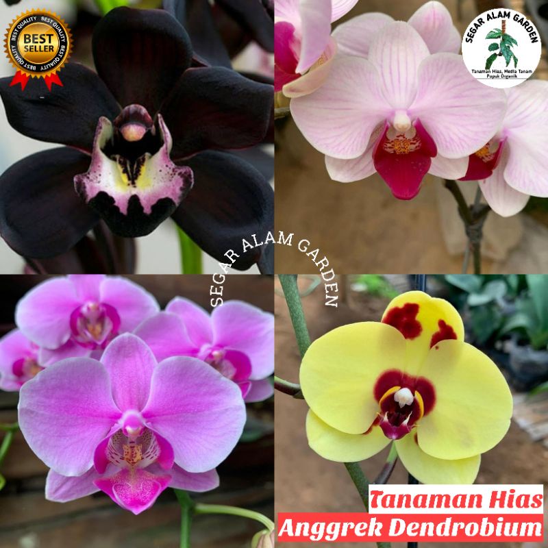 Jual PAKET 4 BIBIT BUNGA ANGGREK DENDROBIUM - BUNGA ANGGREK | Shopee ...