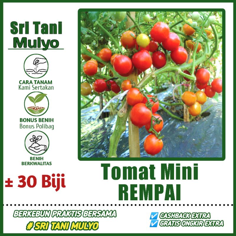 Jual 30 Biji - Benih Tomat Mini Ceri REMPAI Buah Lebat Sebesar Kelereng ...