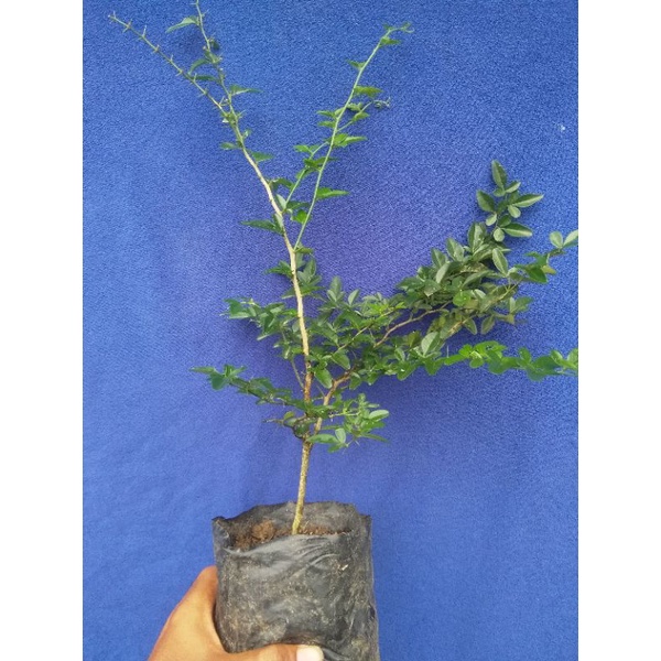 Jual Bibit Bonsai Jeruk Kingkit | Shopee Indonesia