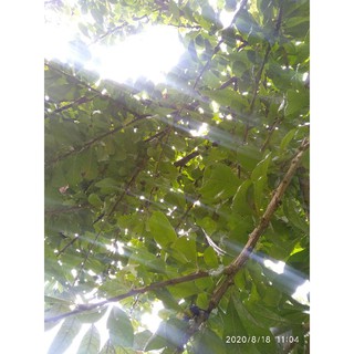 Jual DAUN MAJA PAHIT SEGAR 1KG LANGSUNG PETIK ( BERENUK ) | Shopee ...