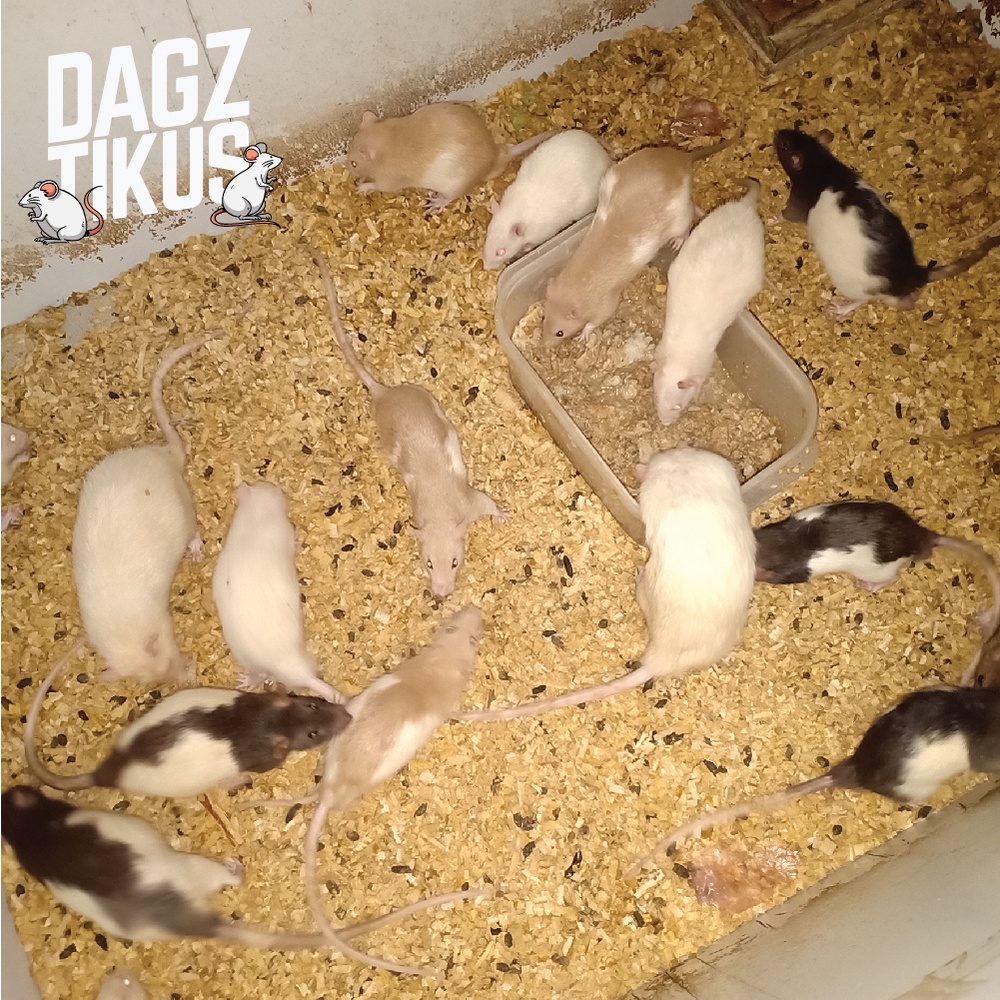 Jual TIKUS PUTIH RAT DEWASA AFKIR PAKAN REPTIL DAN HEWAN PREDATOR ...