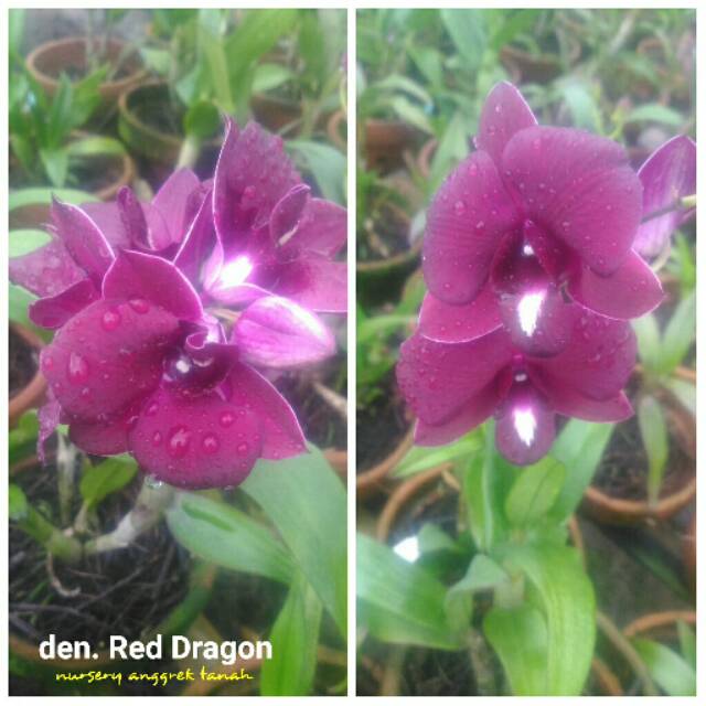 Jual Anggrek Dendrobium Red Dragon | Shopee Indonesia