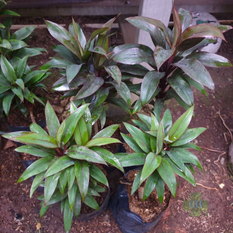 Jual Tanaman Hias Hanjuang Mini Andong Merah Kemoceng Cordyline ...