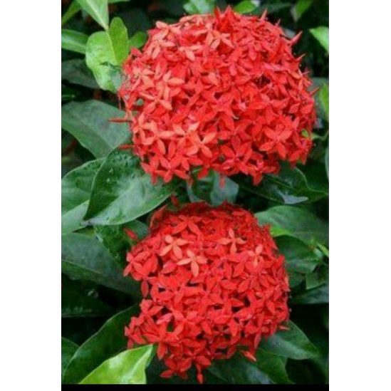 Jual Bunga Asoka Merah Cantik Outdoor | Shopee Indonesia