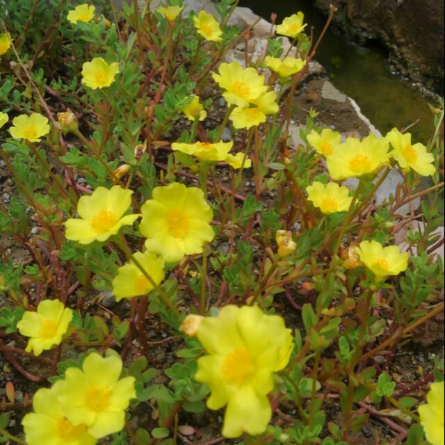 Jual Krokot/mossrose kuning daun bulat/bunga hias murah | Shopee Indonesia