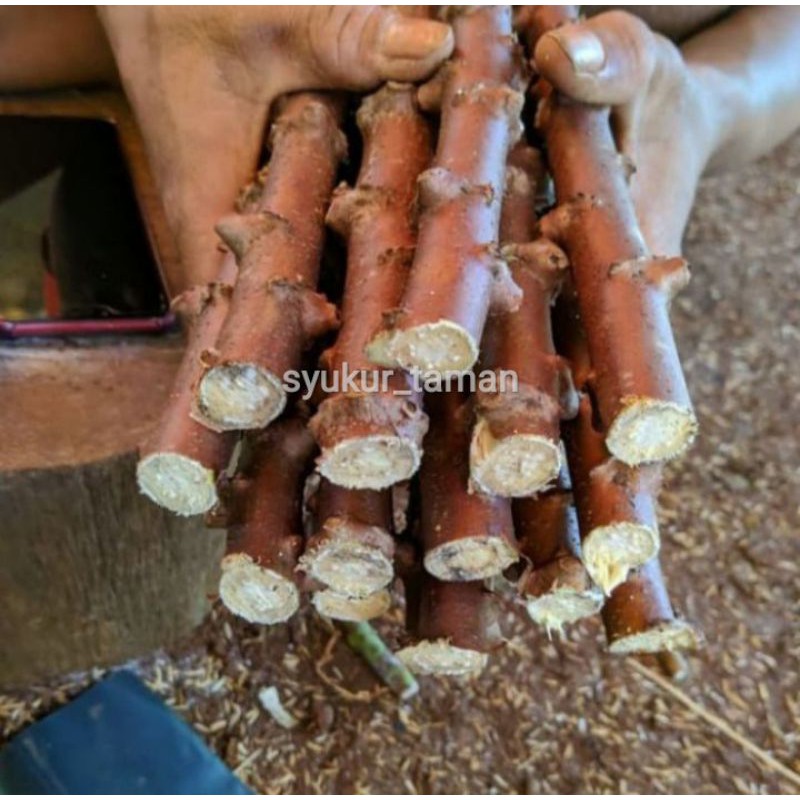 Jual bibit stek batang singkong mentega Indonesia|Shopee Indonesia