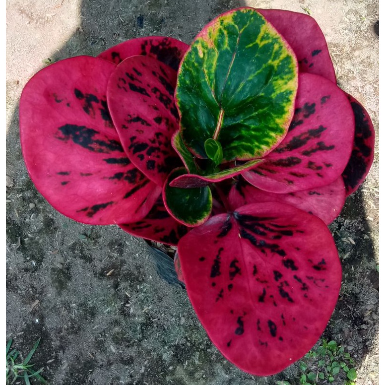 Jual Tanaman Hias Puring Apel Busarin ukuran Sedang | Shopee Indonesia