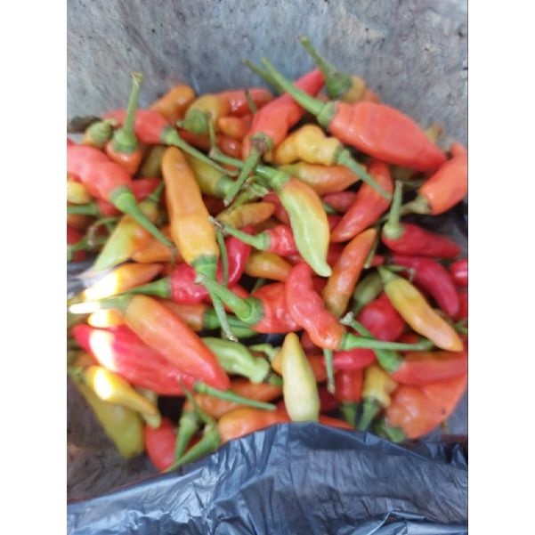 Jual Cabe Rawit Setan Super Pedas Asli Brebes | Shopee Indonesia