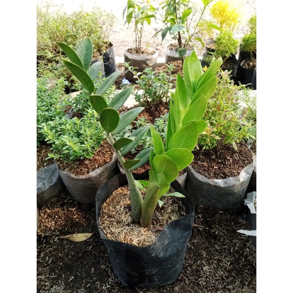 Jual Tanaman Hias Dolar Zamia | Shopee Indonesia
