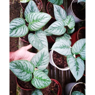 Jual Philo Sodiroi | Tanaman Hias | Philodendron | Bonus Pot Merah ...