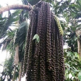 Jual Bunga Aren Segar 1 Kg Bisa Untuk Pakanan Lebah | Shopee Indonesia