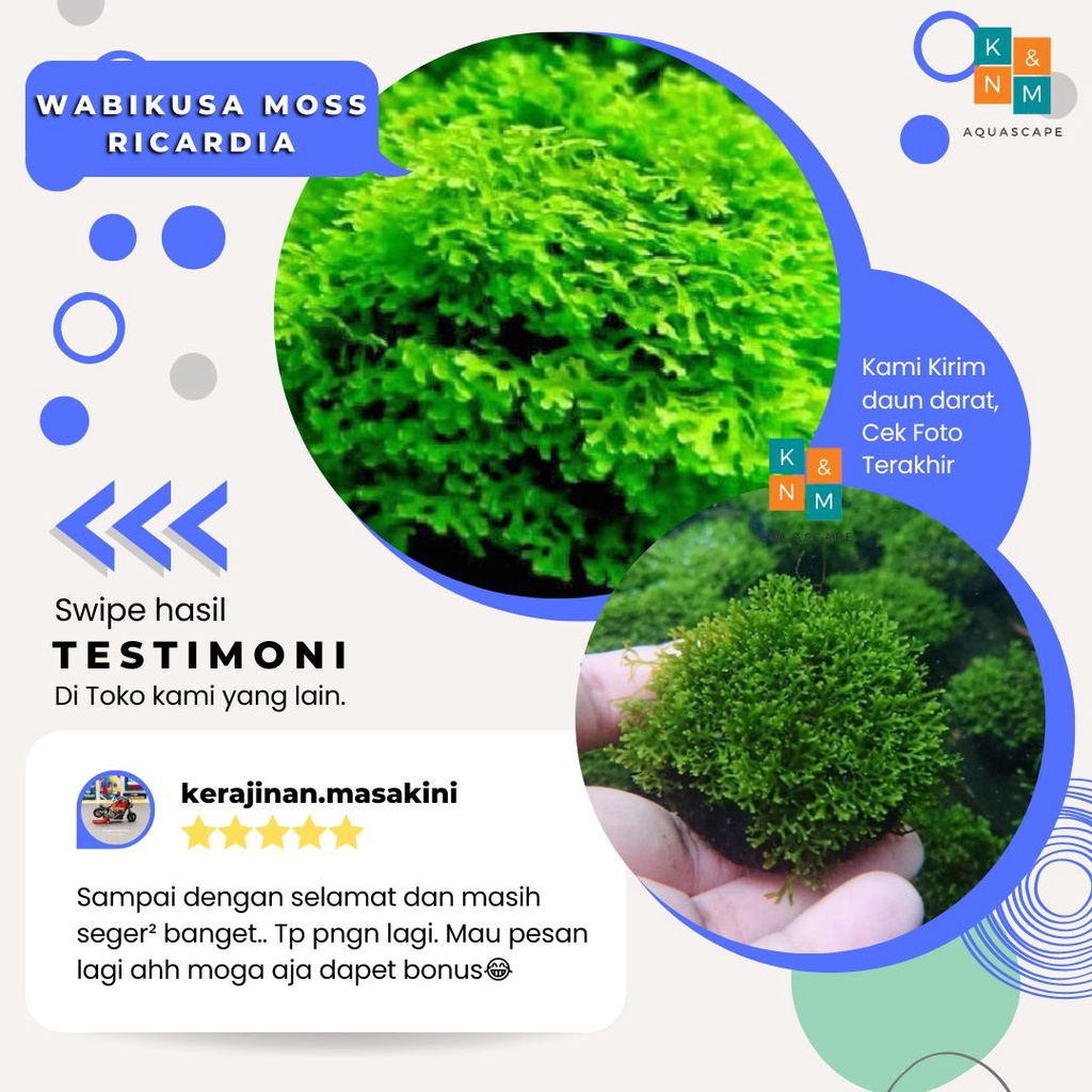 Jual Moss Ricardia Media Wabikusa Tanaman Tumbuhan Aquascape Aquarium ...
