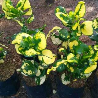 Jual Puring appel kuning / Puring apel tanaman puring | Shopee Indonesia