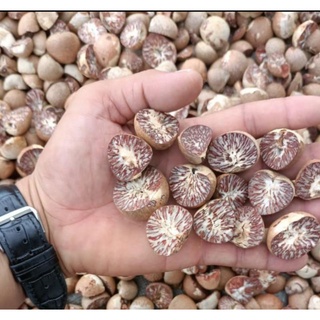 Jual Biji Pinang Belah Dua Kering Kemasan 100gr | Shopee Indonesia