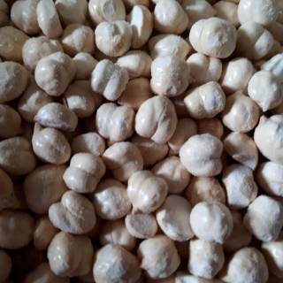 Jual 250gr Kacang Arab Matang / Humus / Oleh - Oleh Mekkah Haji dan ...