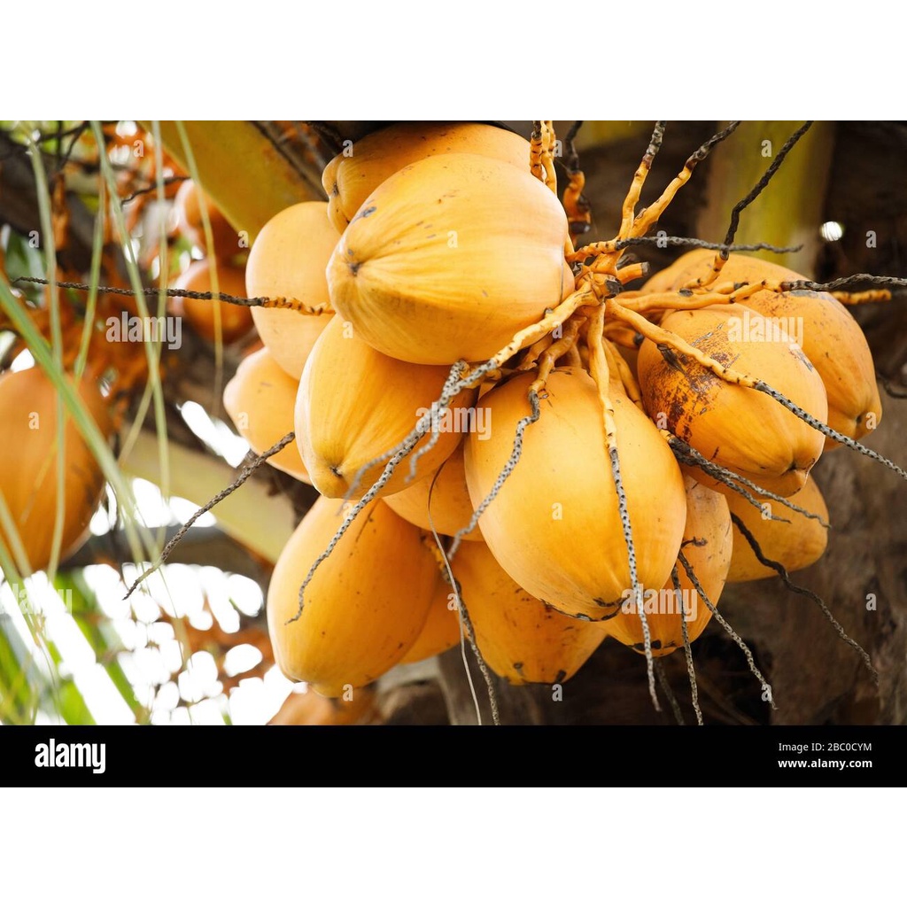 Jual Buah Kelapa Muda Kuning Segar | Shopee Indonesia