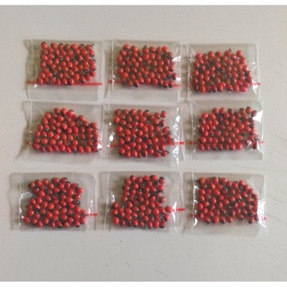 Jual BIJI SAGA / SOGOK TUNTENG / SOGO TELIK / Tanaman obat berkhasiat ...