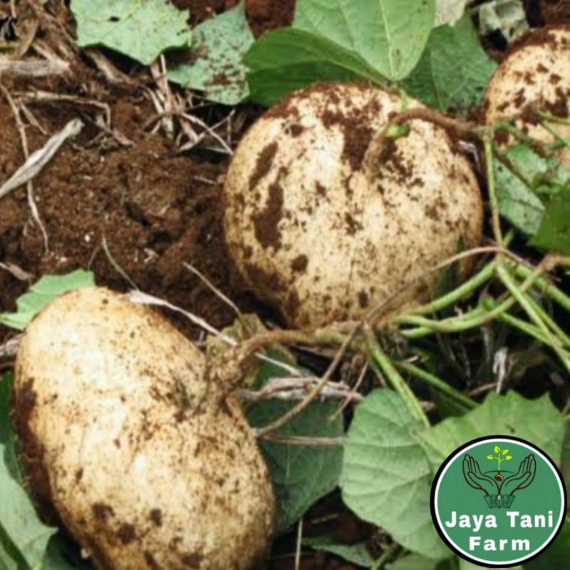 Jual 10 Biji Benih Bengkoang / Benih Bengkuang Super / BIbit Bengkoang ... Jual 10 Biji Benih Bengkoang / Benih Bengkuang Super / BIbit Bengkoang ...