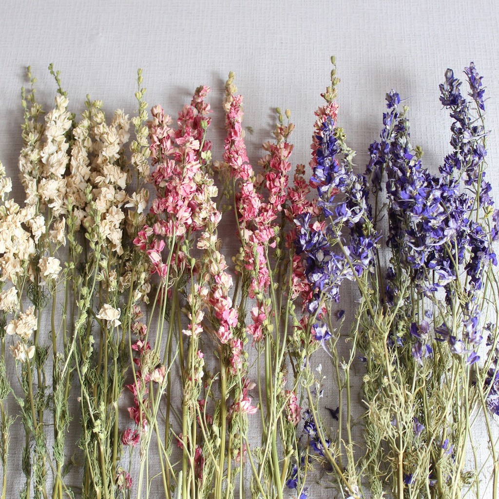 Jual Dried Larkspur Flower | Bunga Larkspur Kering | Dried Delphinium ...