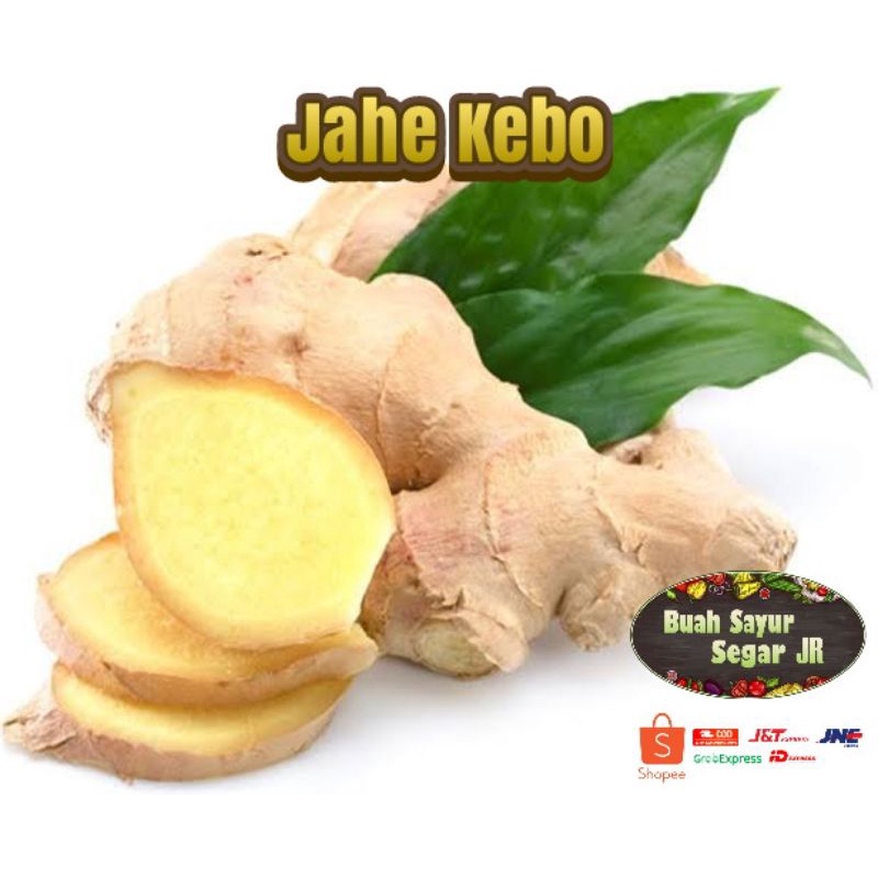 Jual JAHE KEBO 500gr / JAHE BESAR / JAHE JAMU / JAHE BUMBU / JAHE MURAH ... Jual JAHE KEBO 500gr / JAHE BESAR / JAHE JAMU / JAHE BUMBU / JAHE MURAH ...