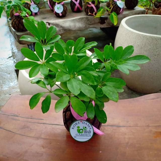 Jual Tanaman hias kokedama Walisongo daun hijau Schefflera arboricola ...