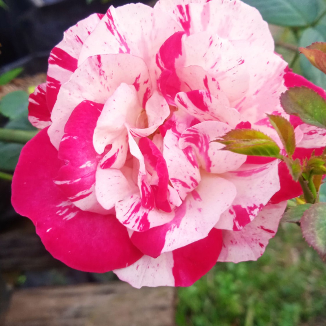 Produk Plant Guns | Shopee Indonesia