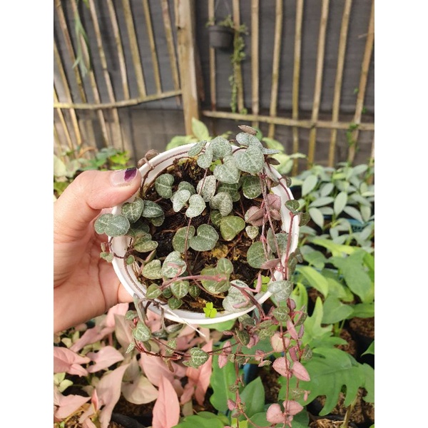 Jual SOH (String Of Hearts) | Shopee Indonesia