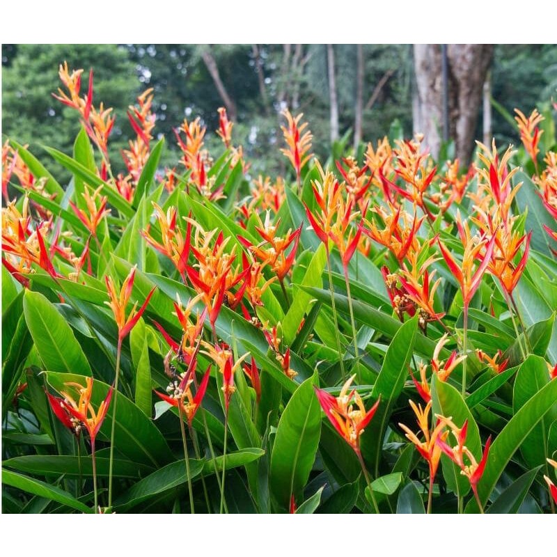 Jual Tanaman Taman Heliconia Psittacorum / Pisang Taman / Pisang ...