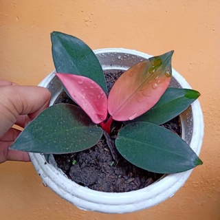 Jual Philodendron Pink Princess / Tanaman Hias Philo Congo Philodendron ...