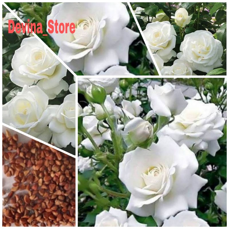 Jual Biji Bunga Mawar (PUTIH) | Shopee Indonesia
