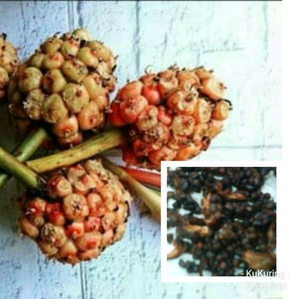 Jual Promo BIJI BENIH BUAH KECOMBRANG HONJE Asam Cekala Patikala Wisata ...