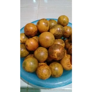 Jual jual buah campoleh atau campolay segar 1kg | Shopee Indonesia