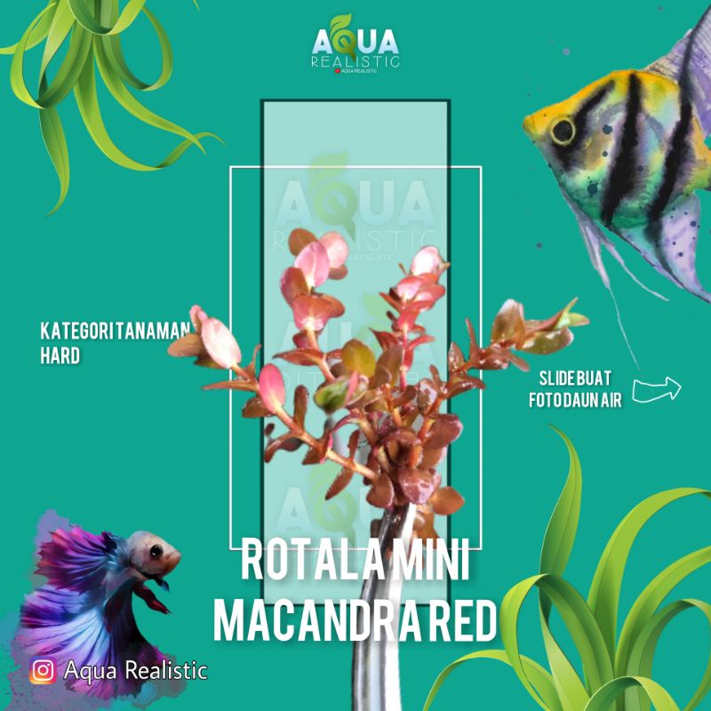 Jual Rotala Mini macandra "RED" - Tanaman Aquascape | Shopee Indonesia