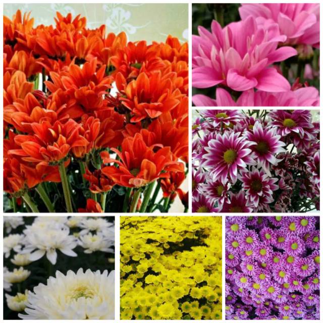 Jual Bibit bunga krisan kuning, ungu, merah, putih, fiji Mix Indonesia ...
