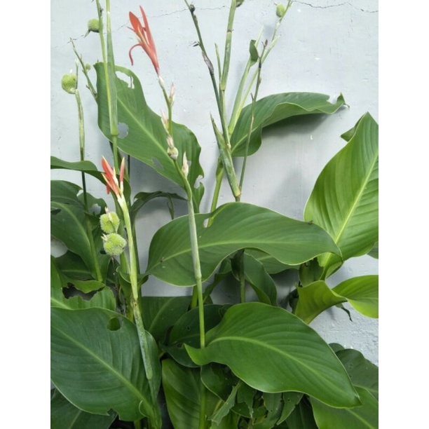 Jual Canna Lily (Bunga Tasbih) | Shopee Indonesia