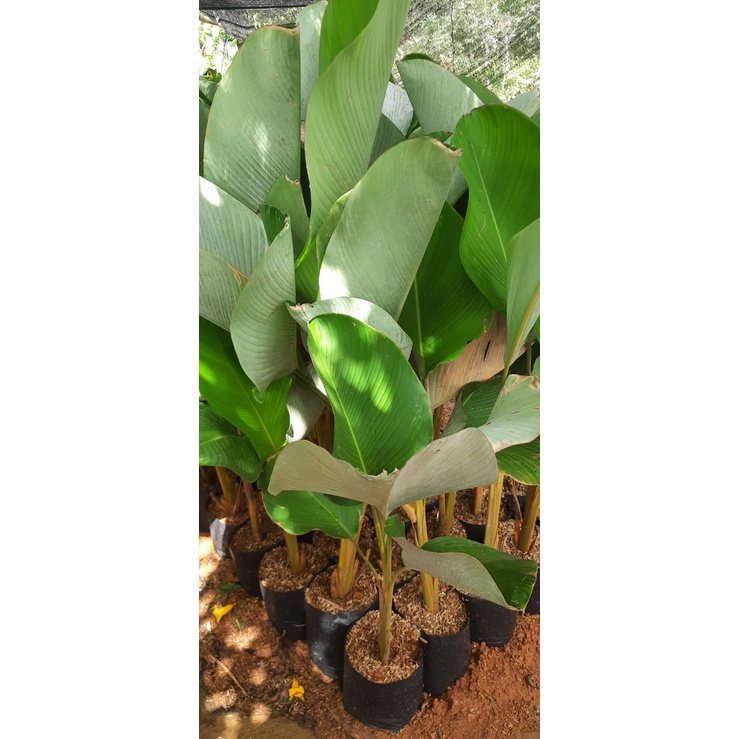 Jual Tanaman Hias Calathea Lutea atau pisang-pisangan Aneka Bibit ...