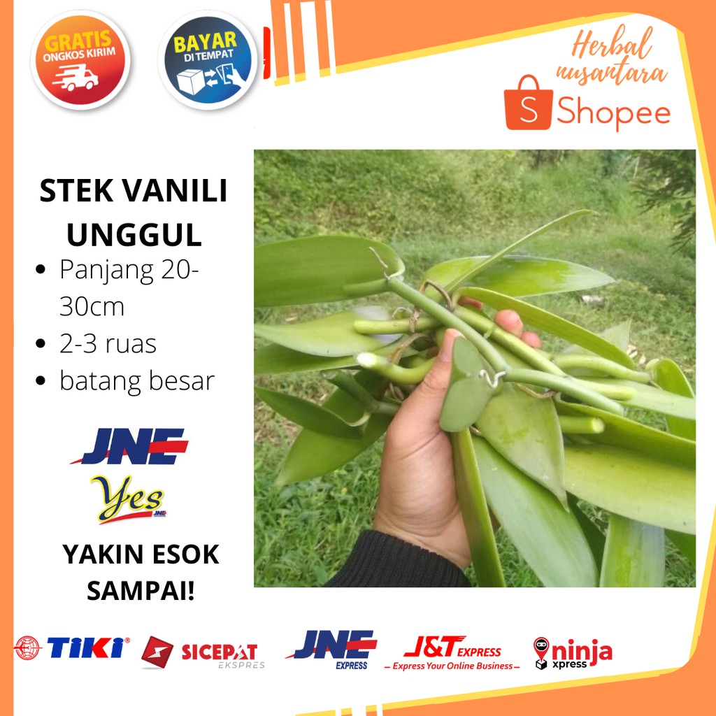 Jual jenis vanili Harga Terbaik & Termurah Januari 2023 | Shopee Indonesia