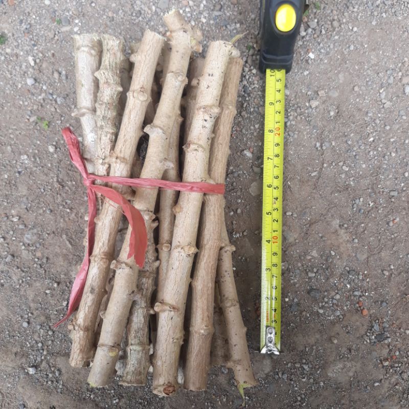 Jual Stek Batang Singkong_Ketela pohon 1 ikat | Shopee Indonesia