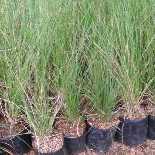 Jual tanaman hias ekor kuda-rumput ekor kuda | Shopee Indonesia