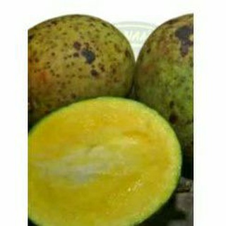 Jual buah pakel limus untuk rujak bebek atau rujak asinan 1 kg | Shopee ...