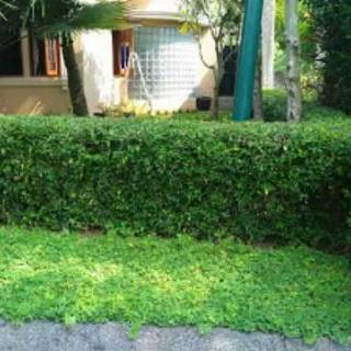 Jual Pohon teh tehan -tanaman pagar- bibit tanaman teh tehan-tanaman ...