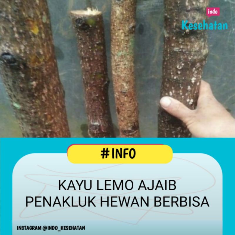 Jual kayu lemo tinggi 1 meter | Shopee Indonesia
