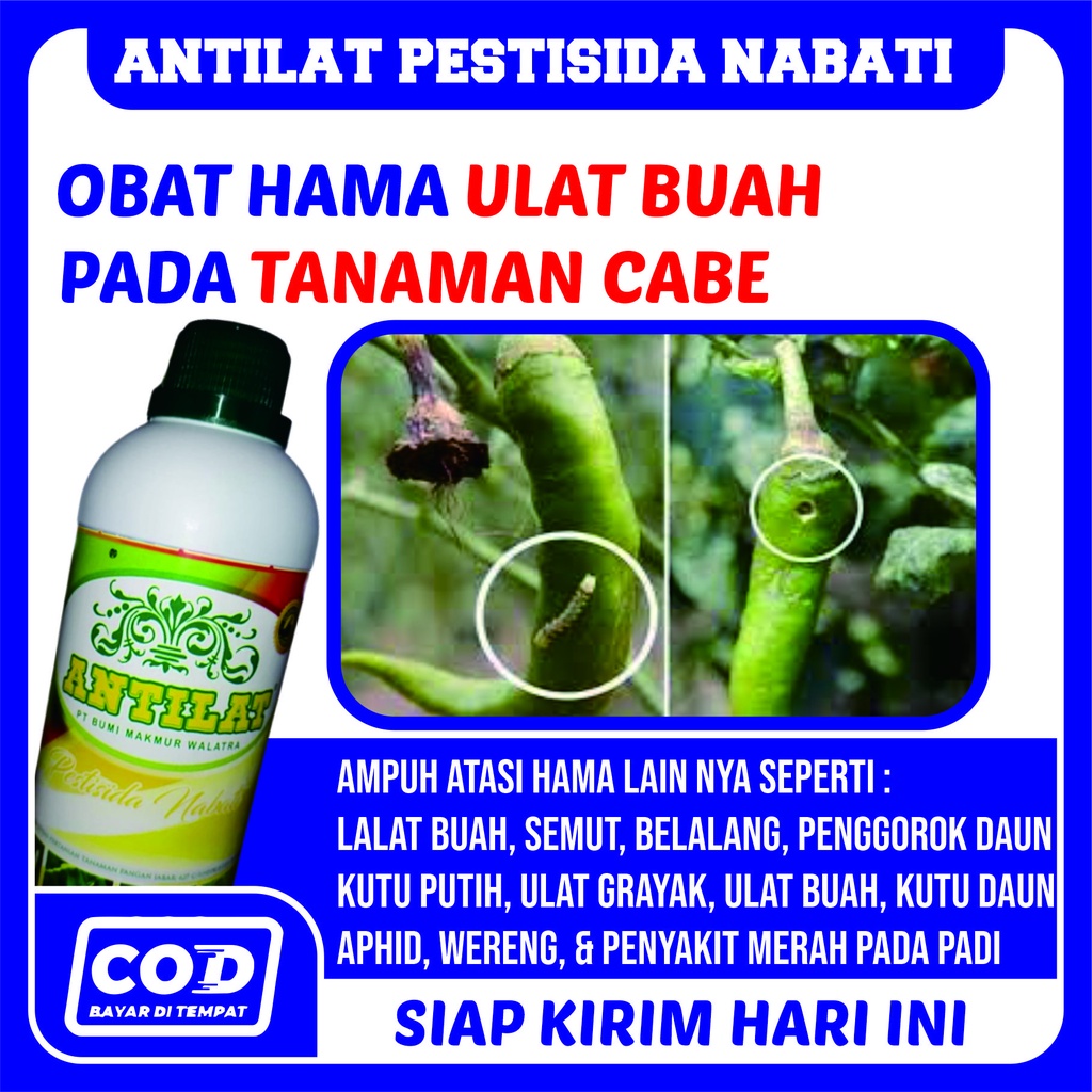 Jual obat hama ulat pada tanaman cabai TERBAIK ANTILAT 500 ML - Pupuk ... Jual obat hama ulat pada tanaman cabai TERBAIK ANTILAT 500 ML - Pupuk ...