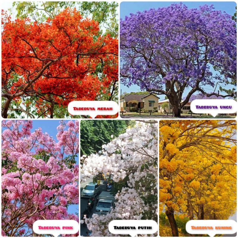 Jual Bibit tanaman bunga pohon Tabebuya(merah, kuning,putih,ungu,pink ...