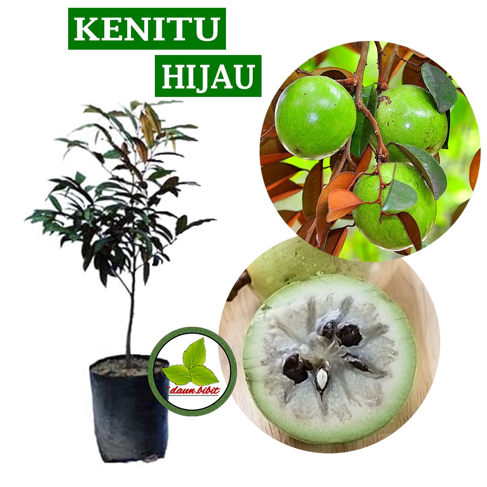 Jual Bibit Kenitu Hijau | Genitu Hijau Hasil Okulasi Indukan Sudah ...